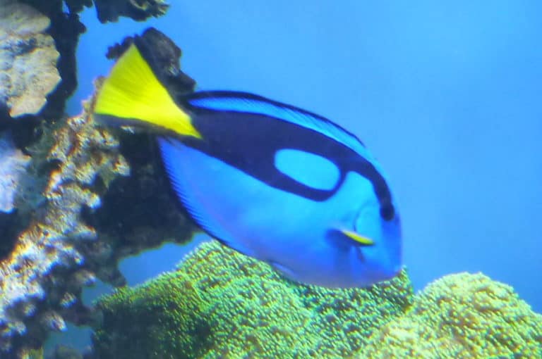 Learn the Types of Fishes in Finding Nemo - Fish Vet