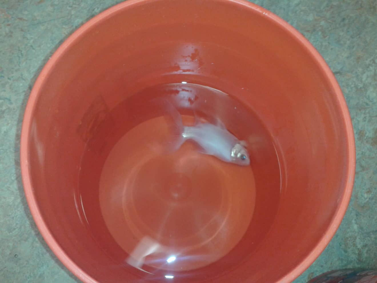 How to Transport Fish - Fish Vet