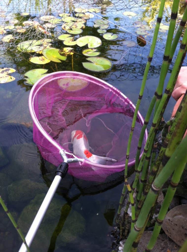Fish of the Week: Koi Coelomic Surgery - Fish Vet