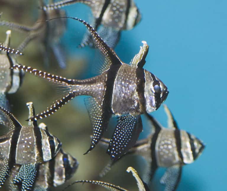 Fish of the Week: Banggai Cardinalfish - Fish Vet