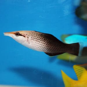 Fish of the Week: Bird Wrasse - Fish Vet