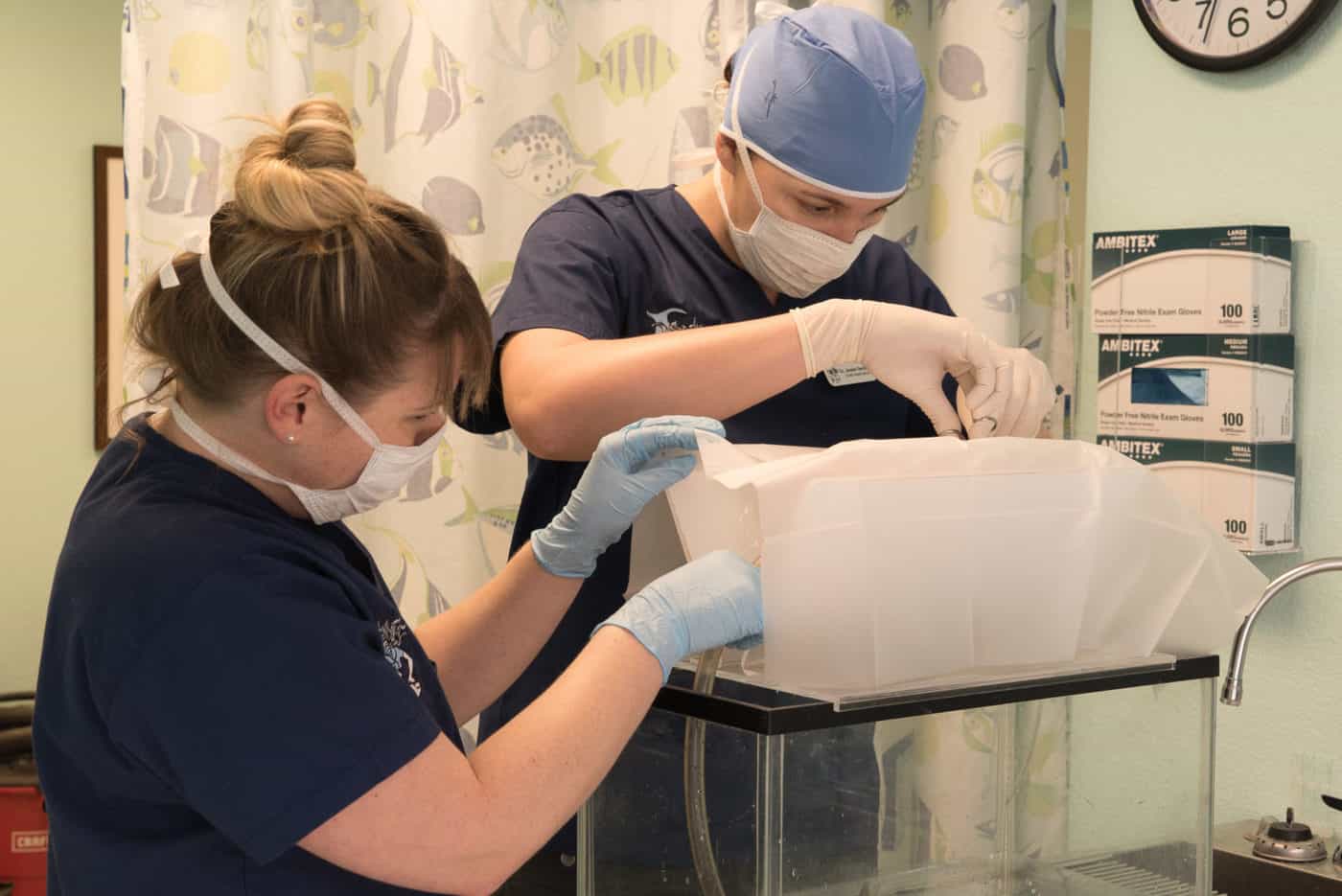 Fish Surgery FAQ: Top 8 Questions Answered - Fish Vet