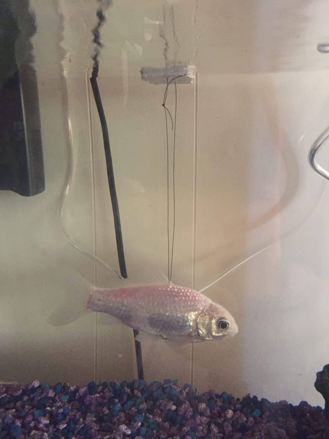 How Long Do Goldfish Live? Expert Guide to Goldfish Lifespan