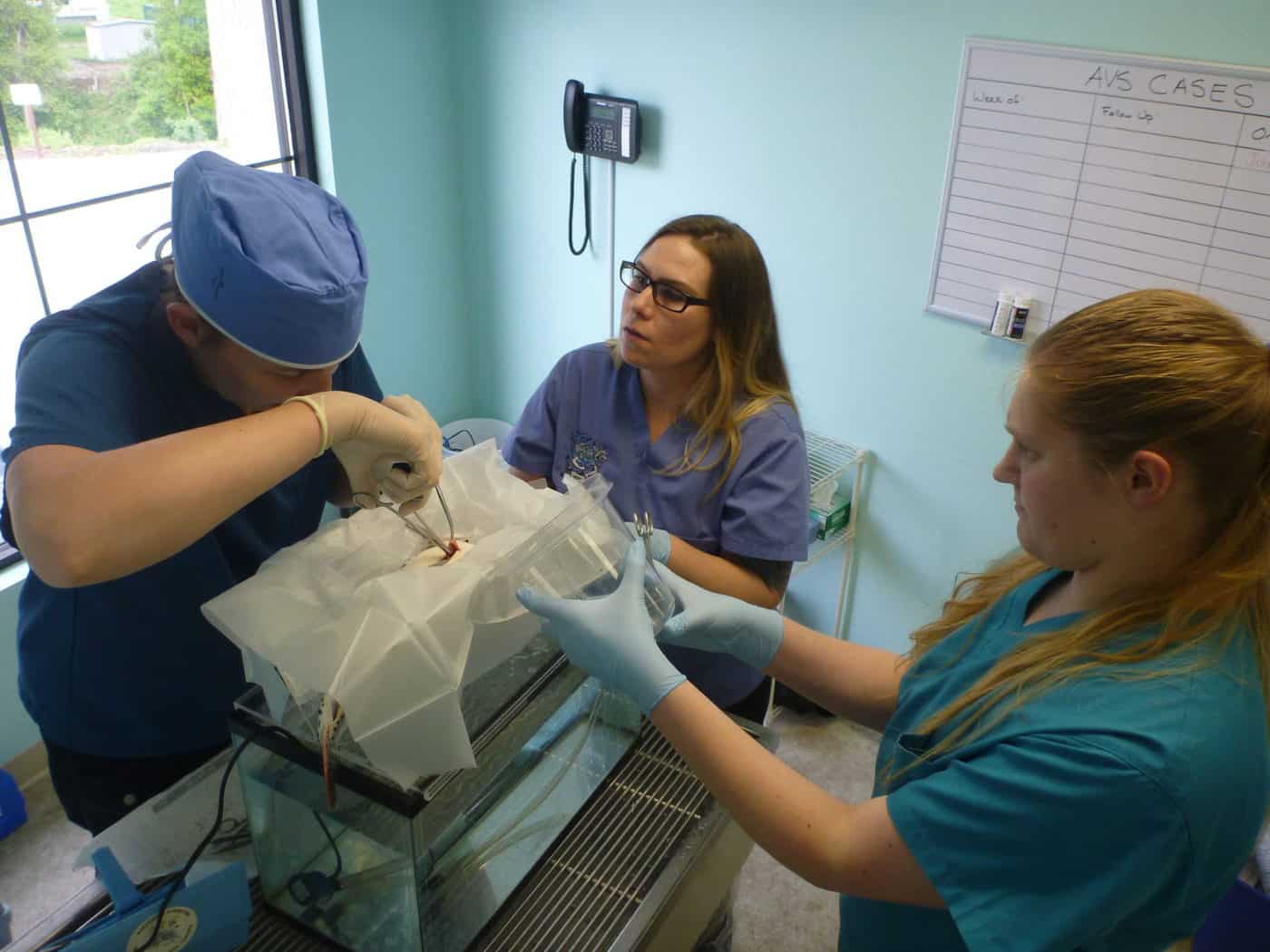 Top Three Fish Surgery Cases - Fish Vet