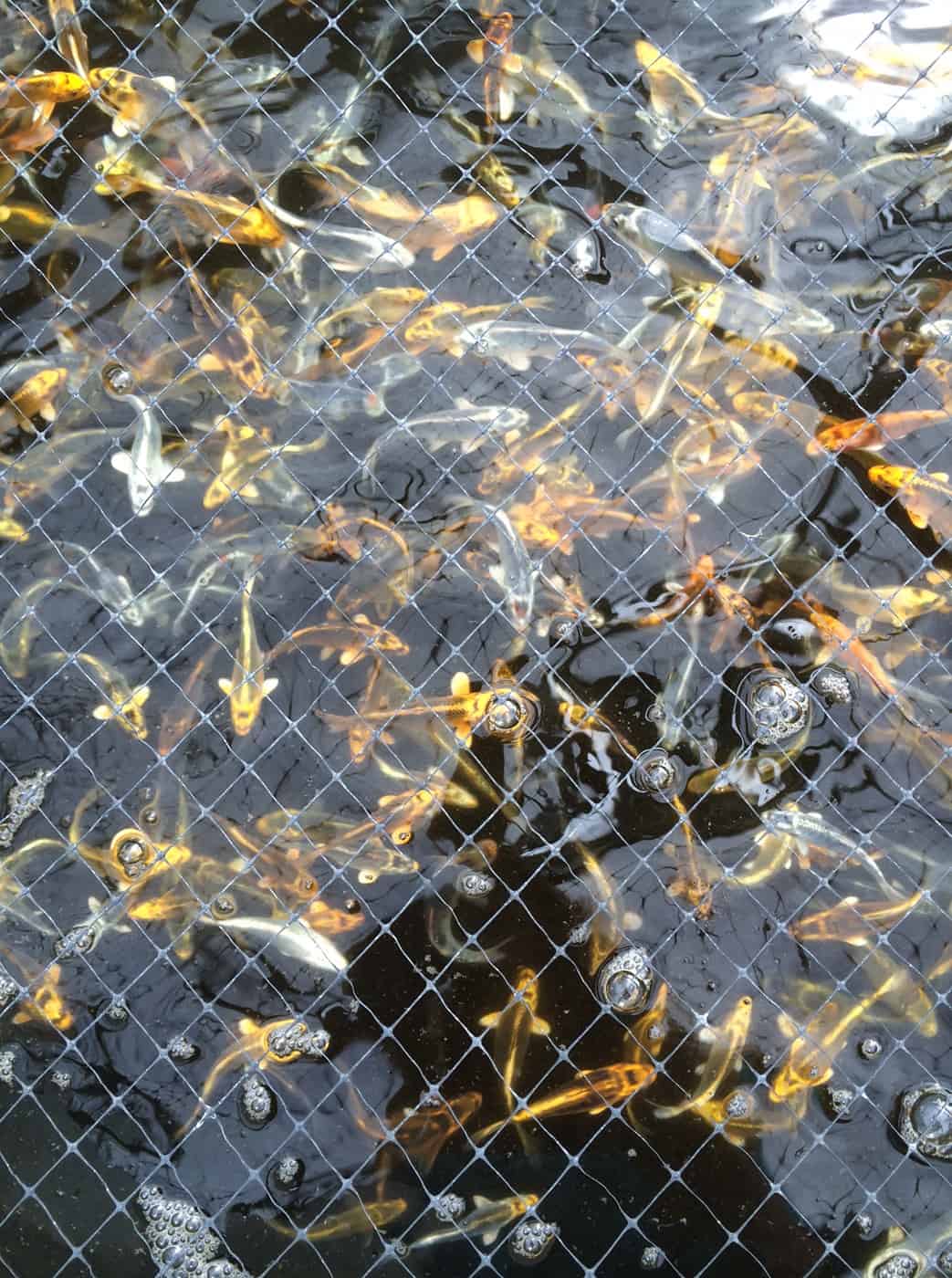 Koi Herpesvirus Testing - Fish Vet