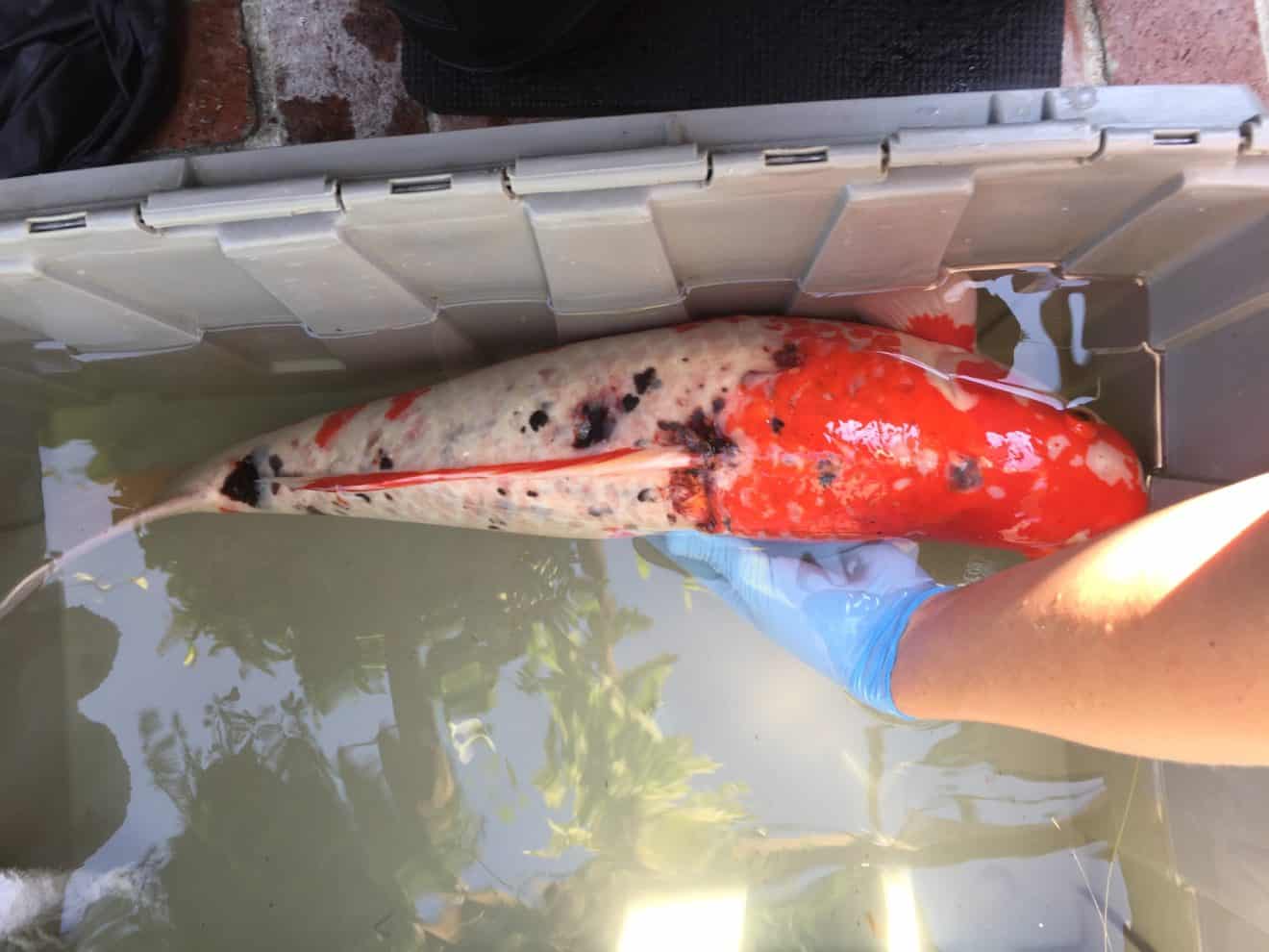 Clinical Signs of Sick Fish - Fish Vet