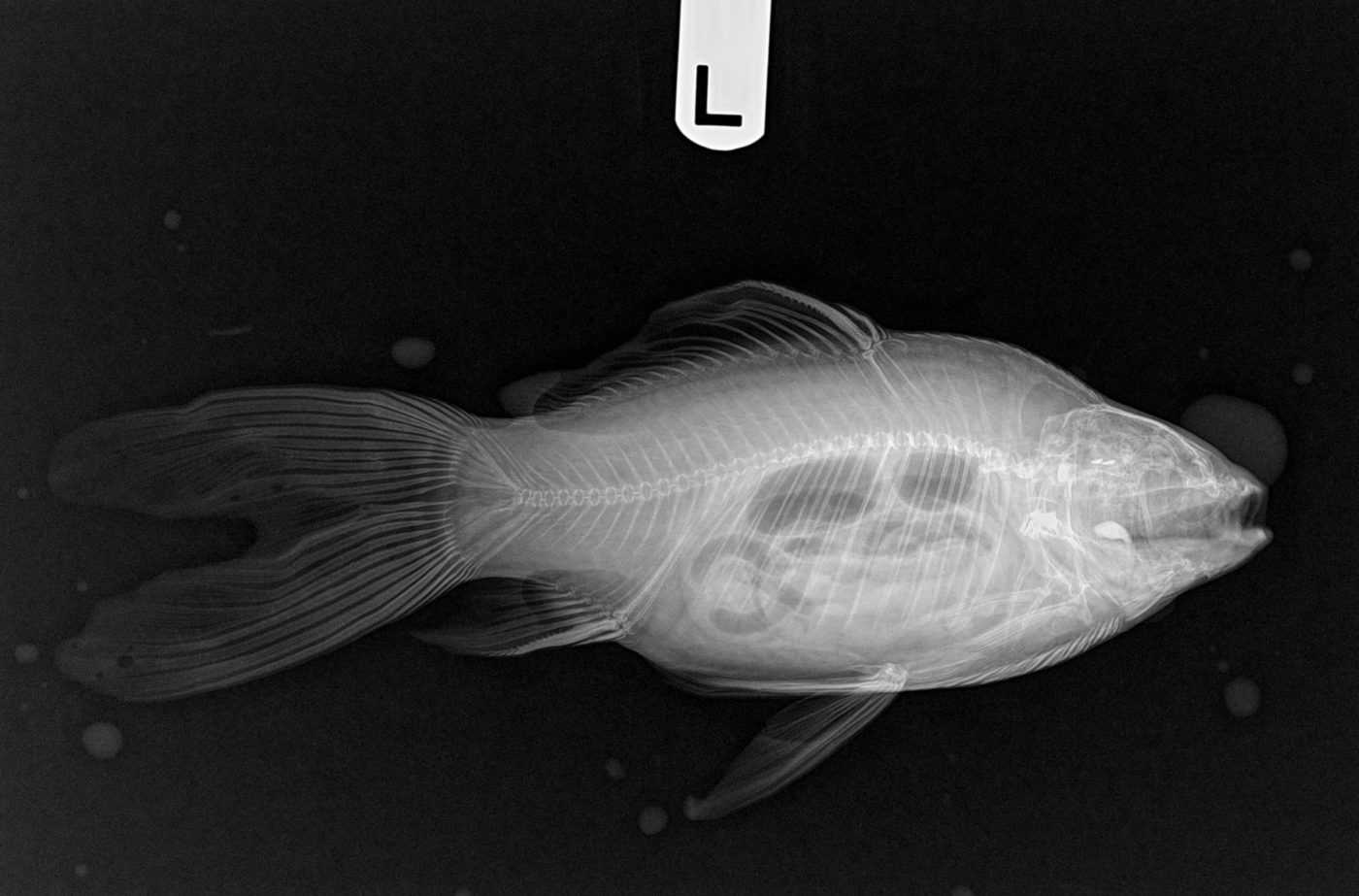 Fish X-Ray Diagnostics - Fish Vet