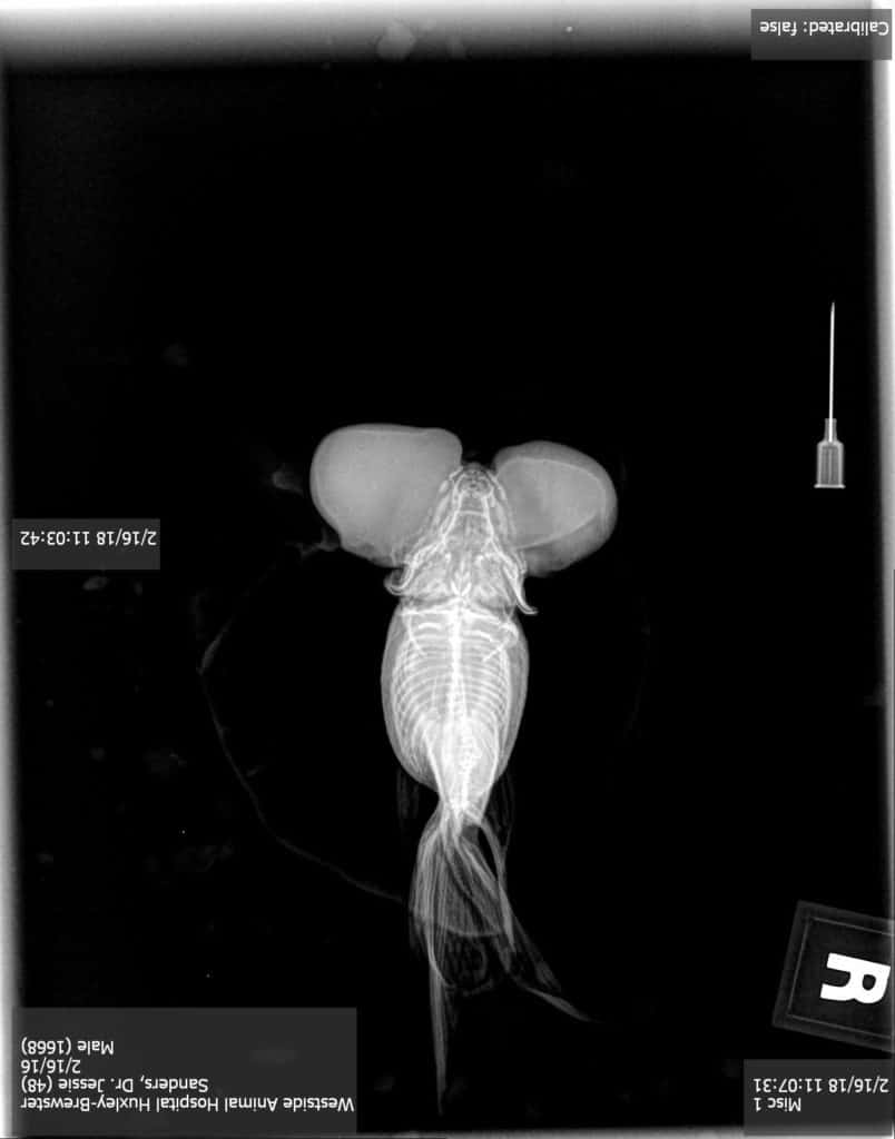 Fish X-Ray Diagnostics - Fish Vet