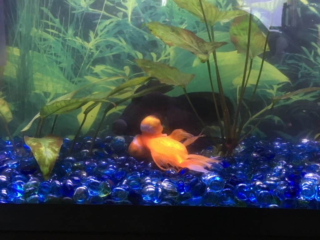 Fish X-Ray Diagnostics - Fish Vet