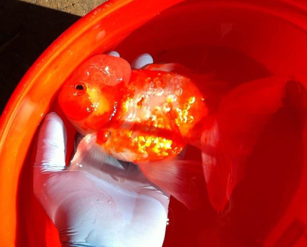 How to Be a Fish Veterinarian - Fish Vet