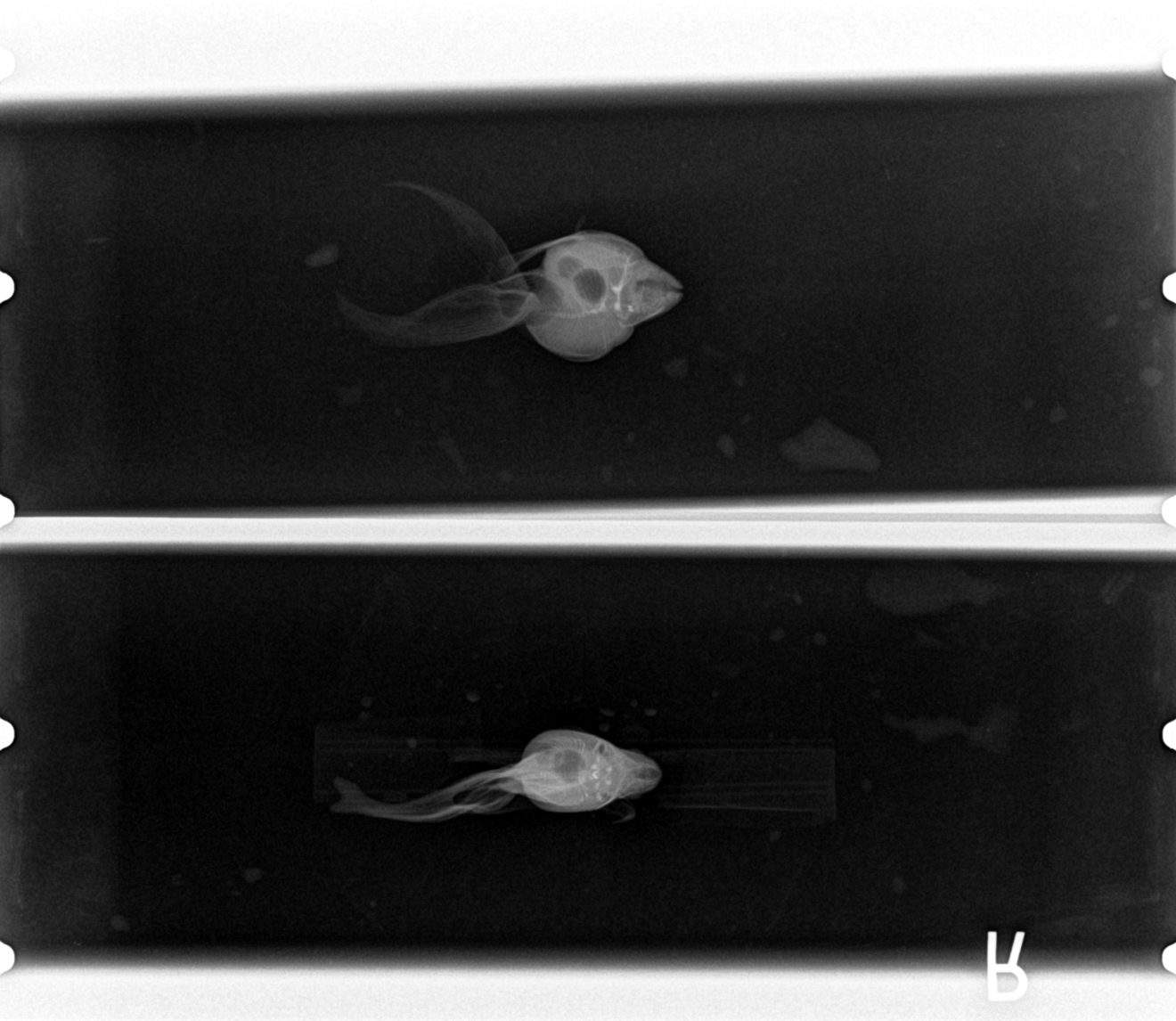 Fish X-Ray Diagnostics - Fish Vet