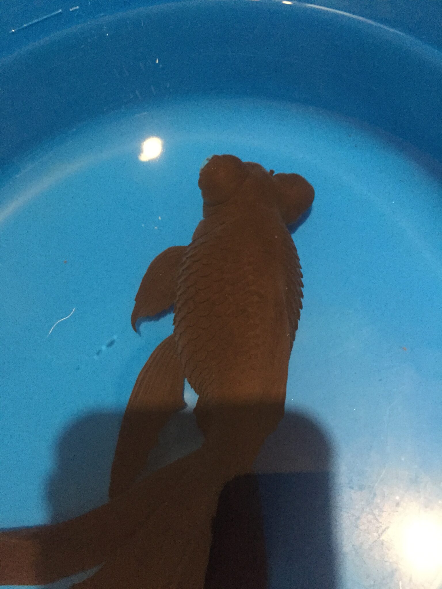 Dropsy in Fish: What it is, How it happens and How to Best Fix it