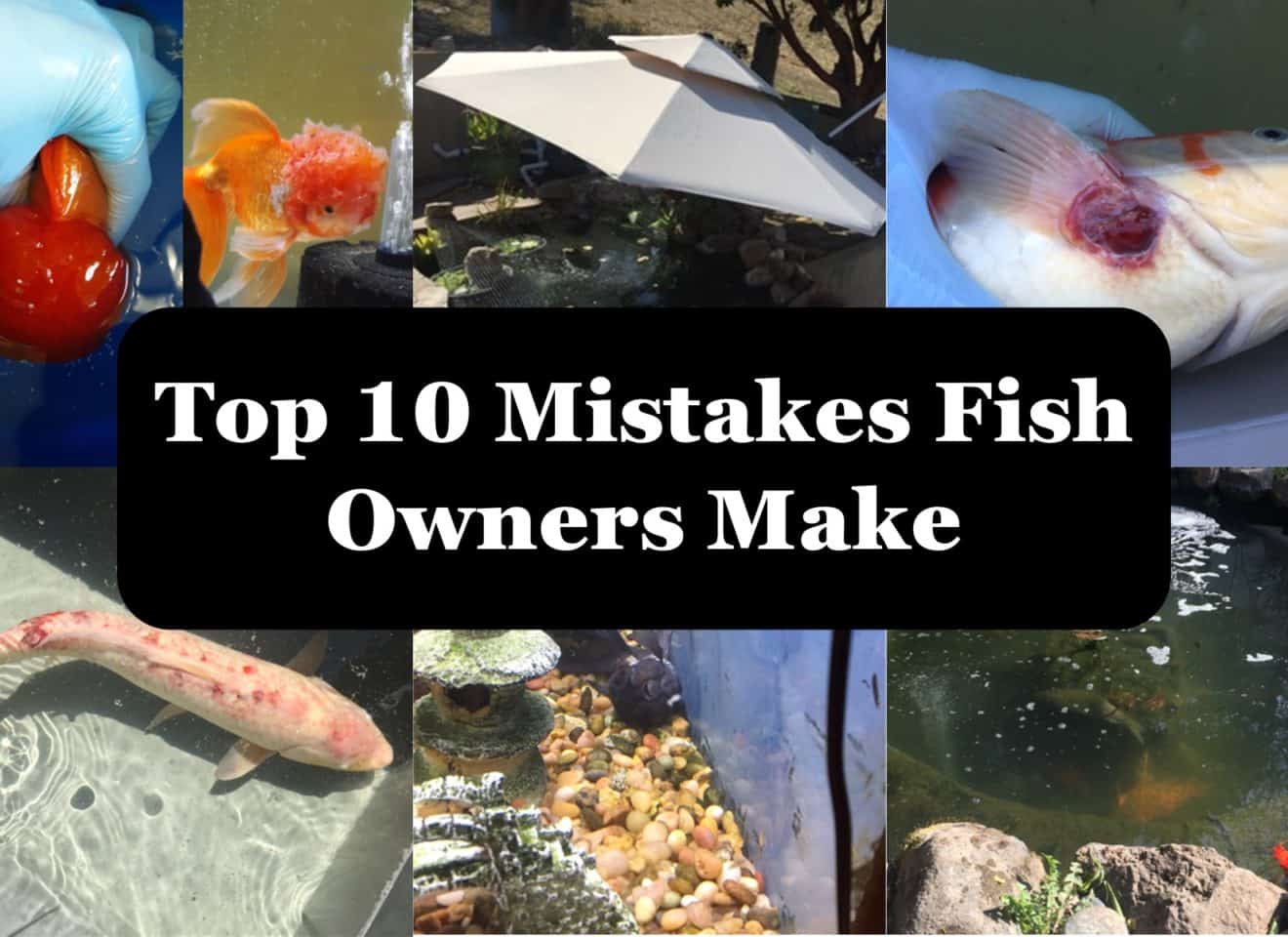 Top 10 Mistakes New Fish Owners Make - Fish Vet