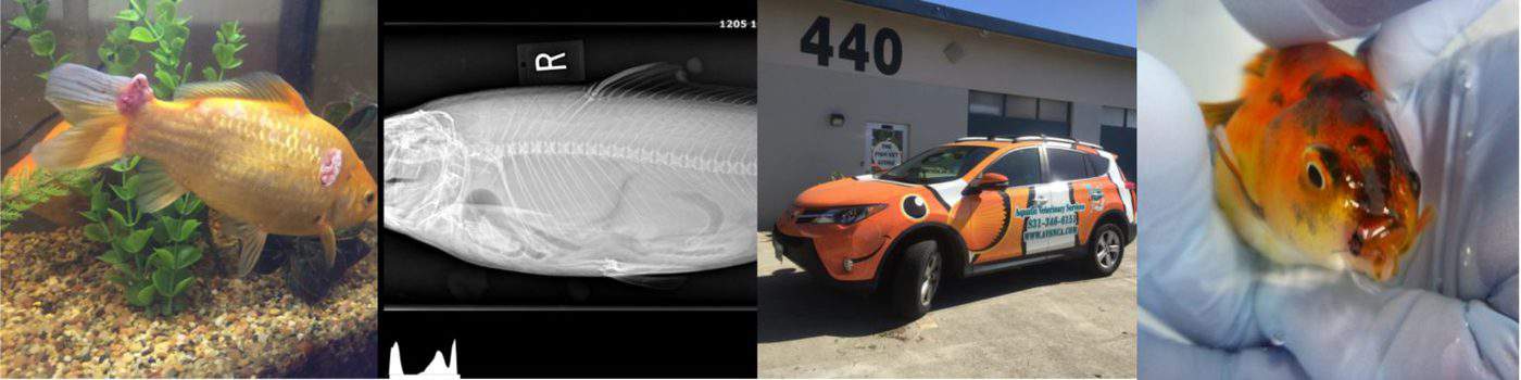 When Do You Need a Fish Vet? - Fish Vet