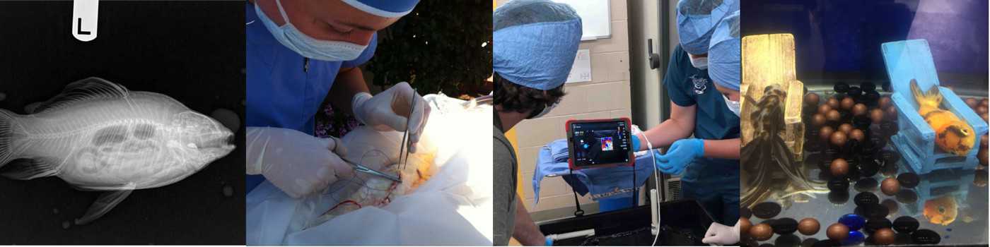 Aquatic Veterinary Services – Mobile fish veterinarian serving ...