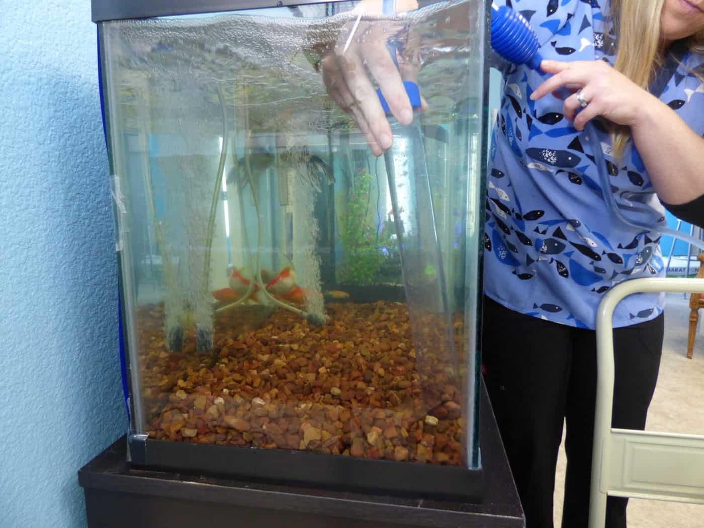 How to Clean a Fish Tank the RIGHT Way in 12 Easy Steps - Fish Vet