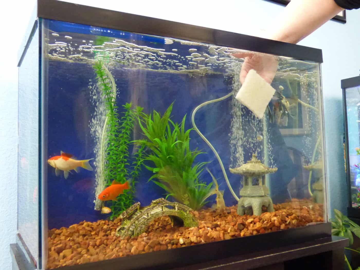 How to Clean a Fish Tank the RIGHT Way in 12 Easy Steps - Fish Vet