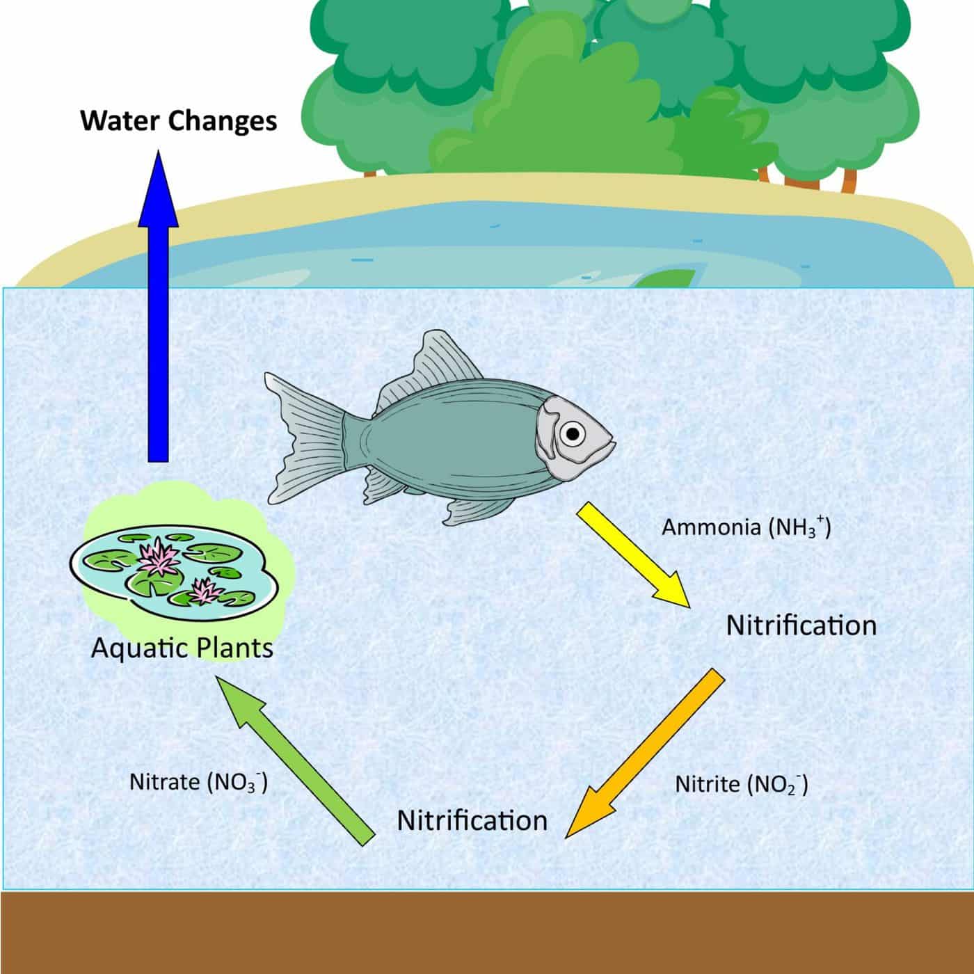 The Fish Nitrogen Cycle - Fish Vet