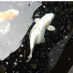 Clinical Signs of Sick Fish - Fish Vet