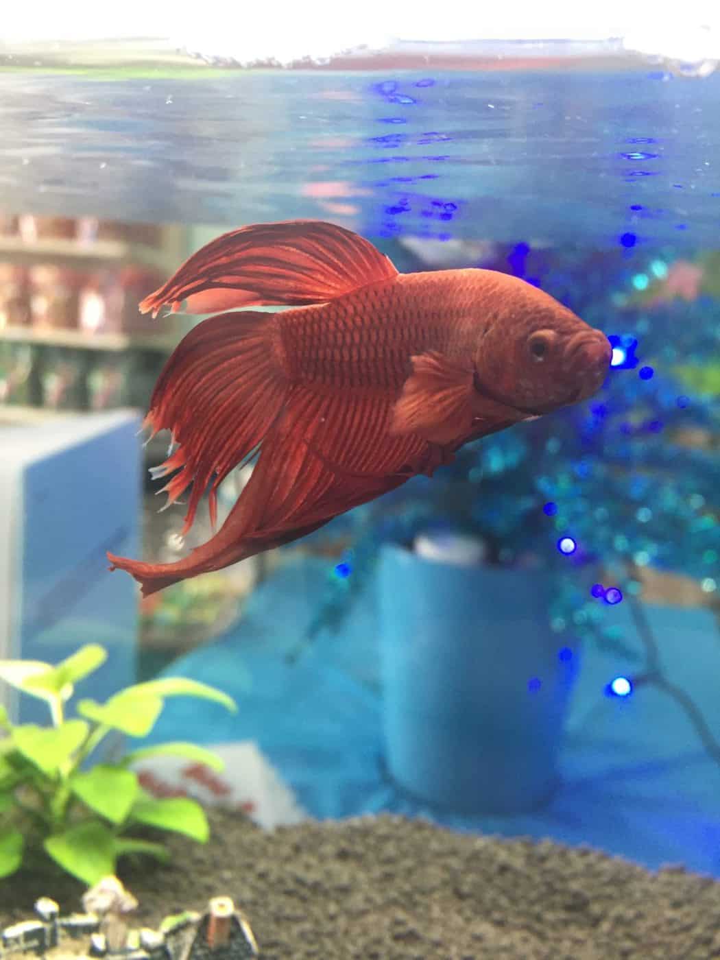 Is it normal for my betta to rest for long periods? - Fish Vet