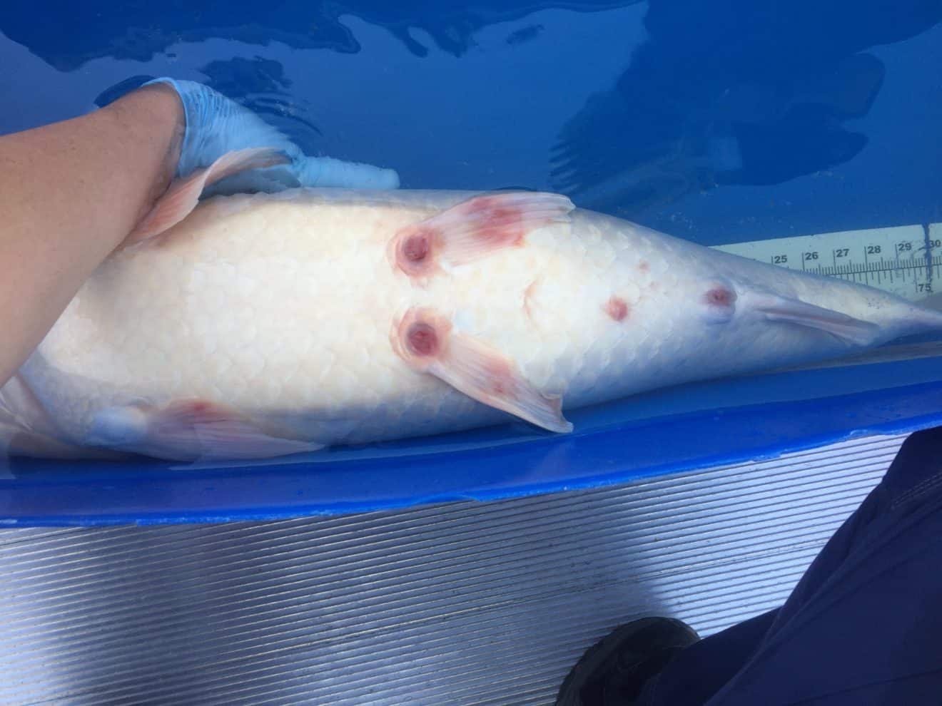 Physical Signs of Disease in Fish - Fish Vet