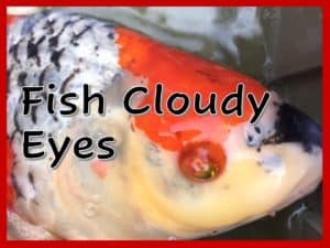 Fish Cloudy Eyes: Common Causes and Treatment - Fish Vet