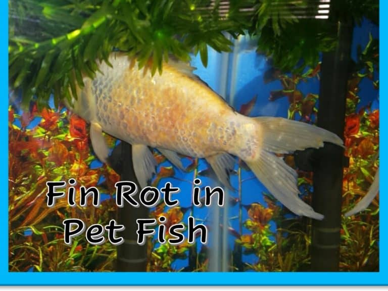 Fin Rot in Pet Fish - Fish Vet