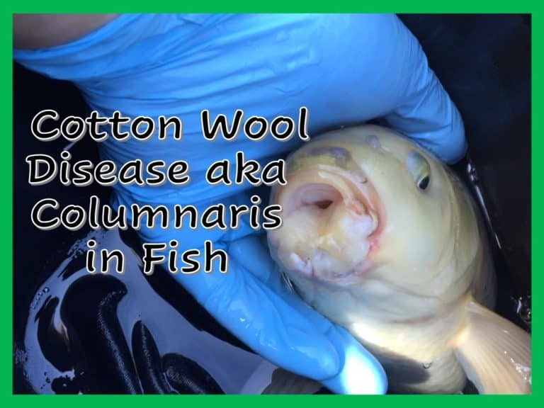 Cotton Wool Disease aka Columnaris in Fish - Fish Vet