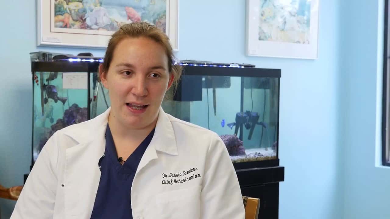 On-Location Pond Check with a Fish Veterinarian - Fish Vet