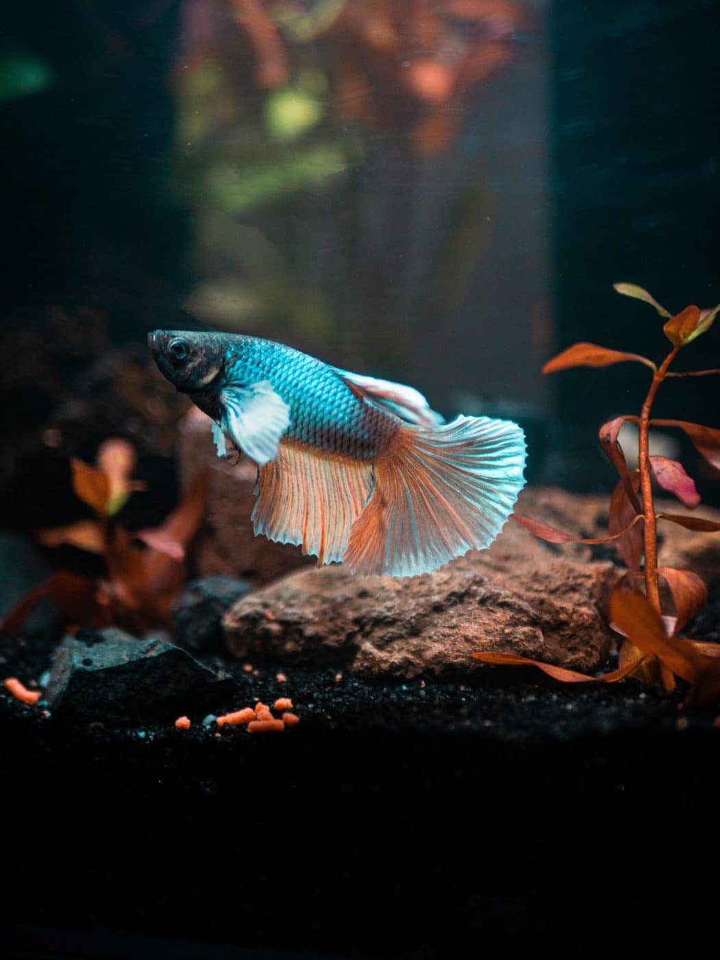 Tips to Prevent an Overfed Betta - Fish Vet