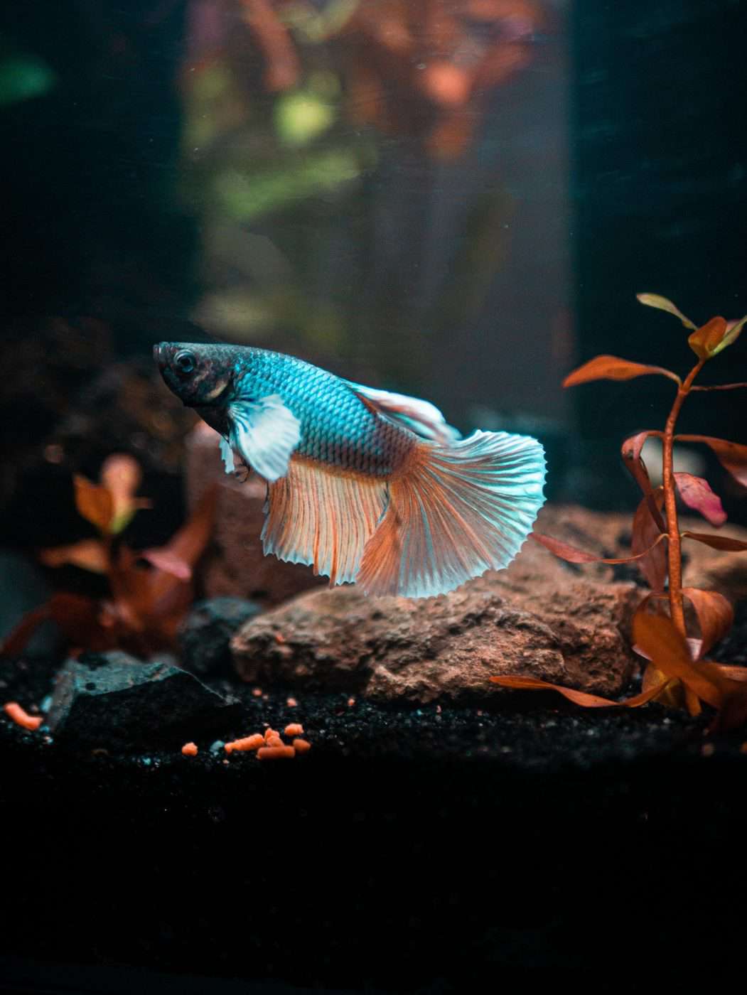 Tips to Prevent an Overfed Betta - Fish Vet