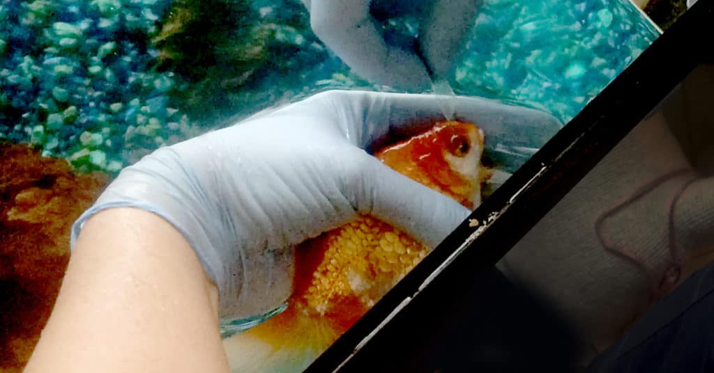 Fish Veterinary Services - Fish Vet