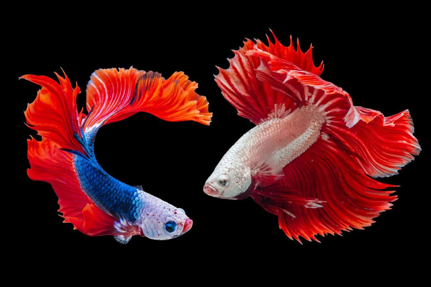How to Fix a Fat Betta - Fish Vet