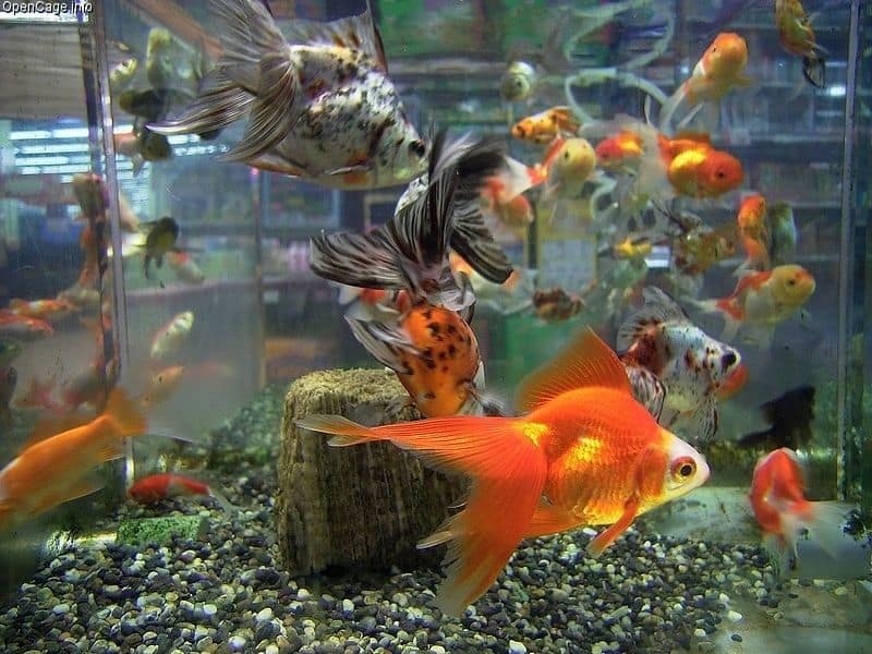 Frequently Asked Questions - Fish Vet