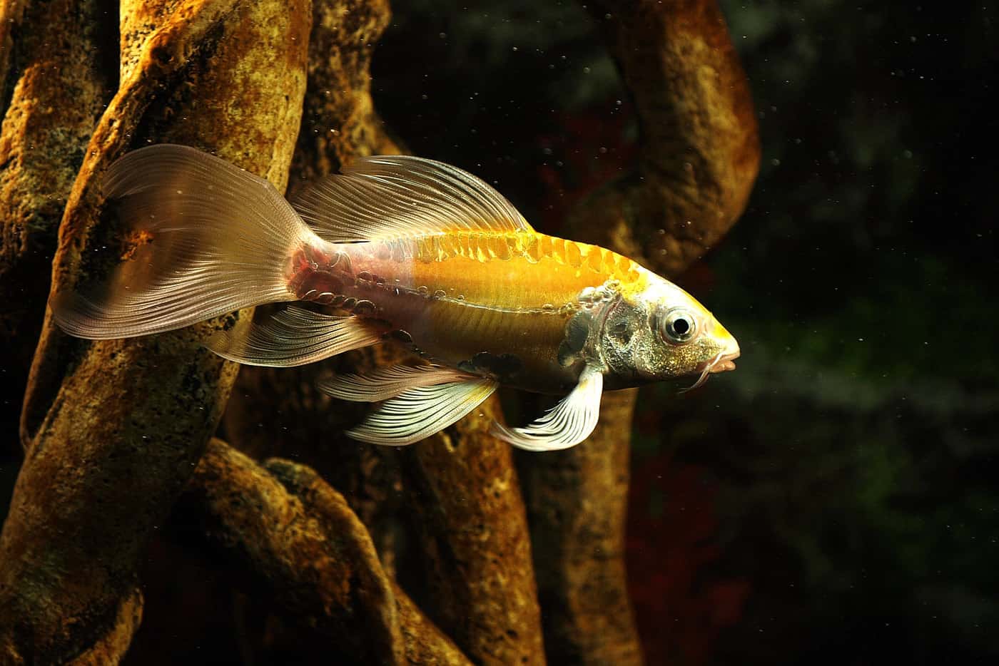 All About Japanese Koi Fish - Fish Vet