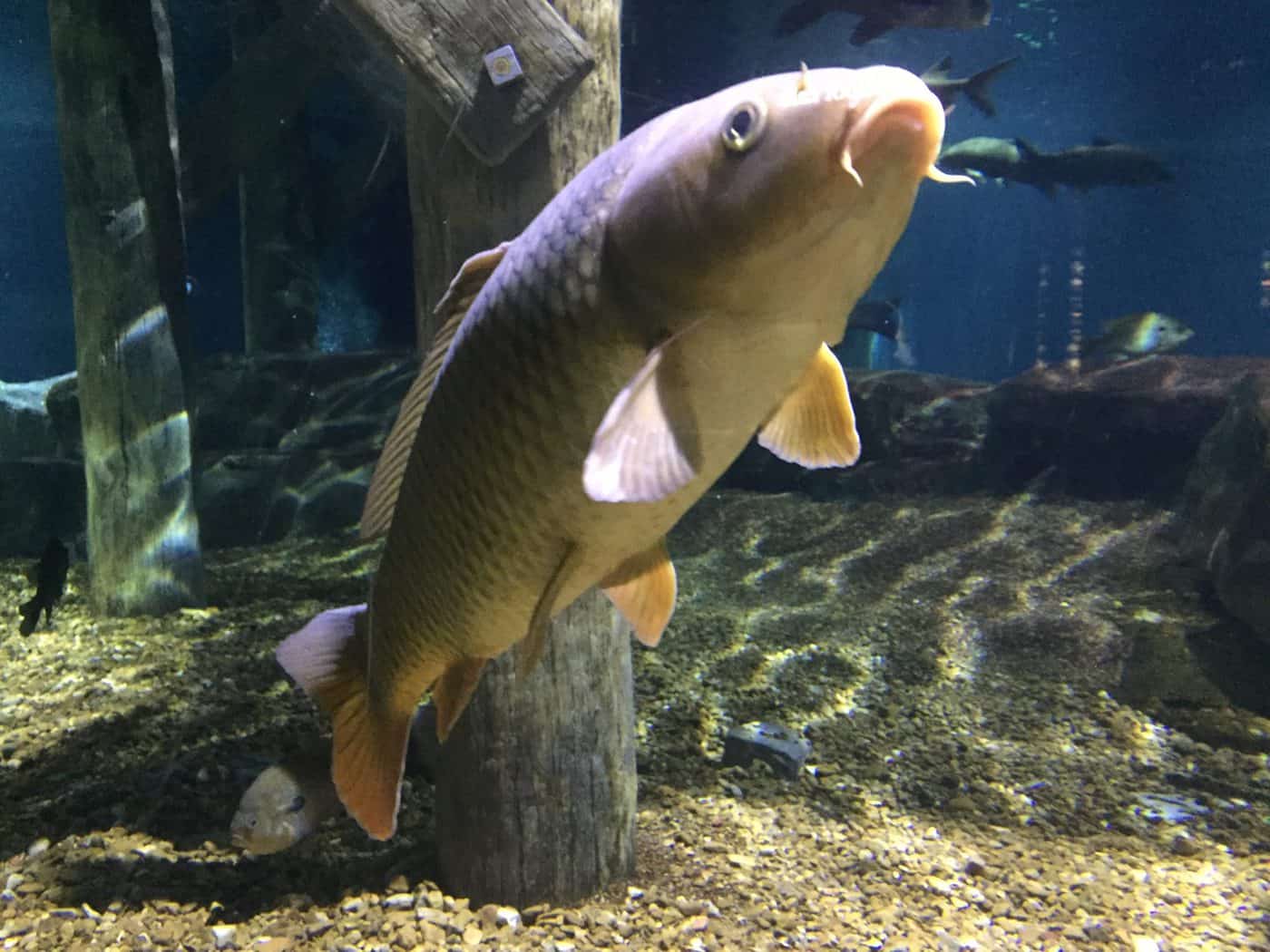 All About Japanese Koi Fish - Fish Vet