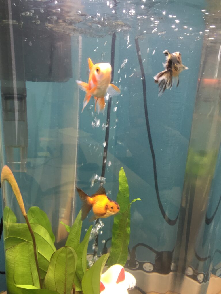 How big do goldfish get? From 1" to 14"! - Fish Vet