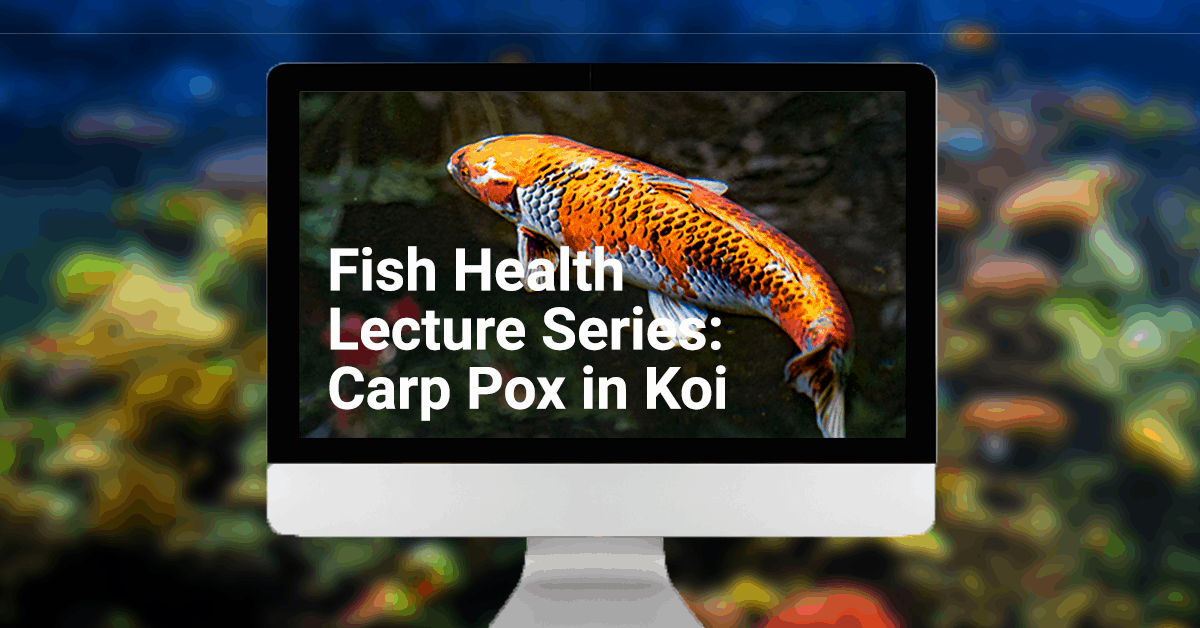 Carp Pox in Koi Webinar - Fish Vet