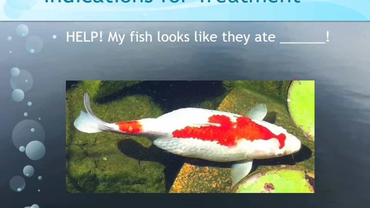 Koi Surgery Presentation - Fish Vet