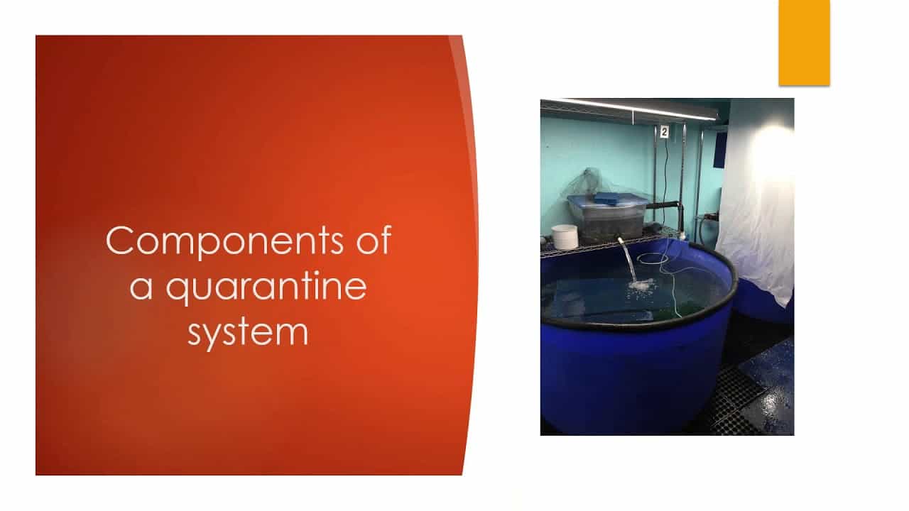 Quarantine Practices - Fish Vet