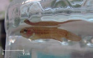 Eliminate Velvet Fish Disease - Fish Vet