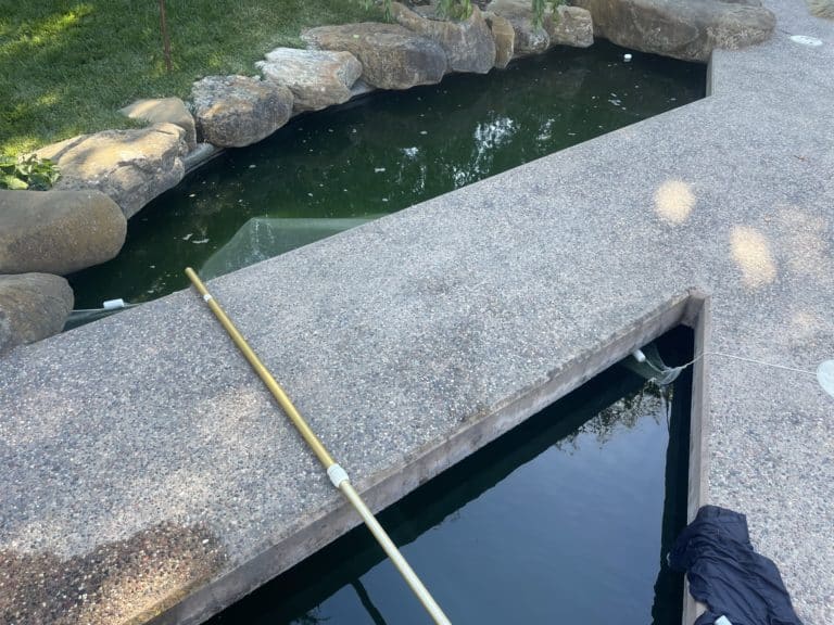 How to Remove Algae from Pond without Harming Fish - Fish Vet