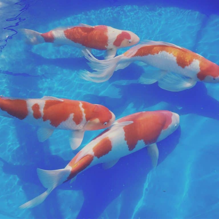 How big do goldfish get? From 1" to 14"! - Fish Vet