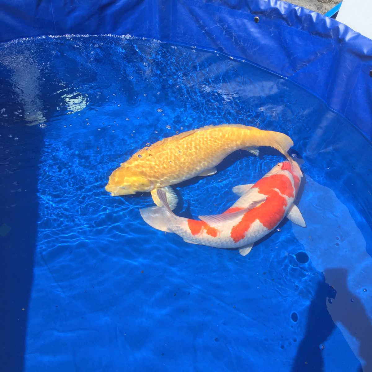 How is koi fish price determined? - Fish Vet