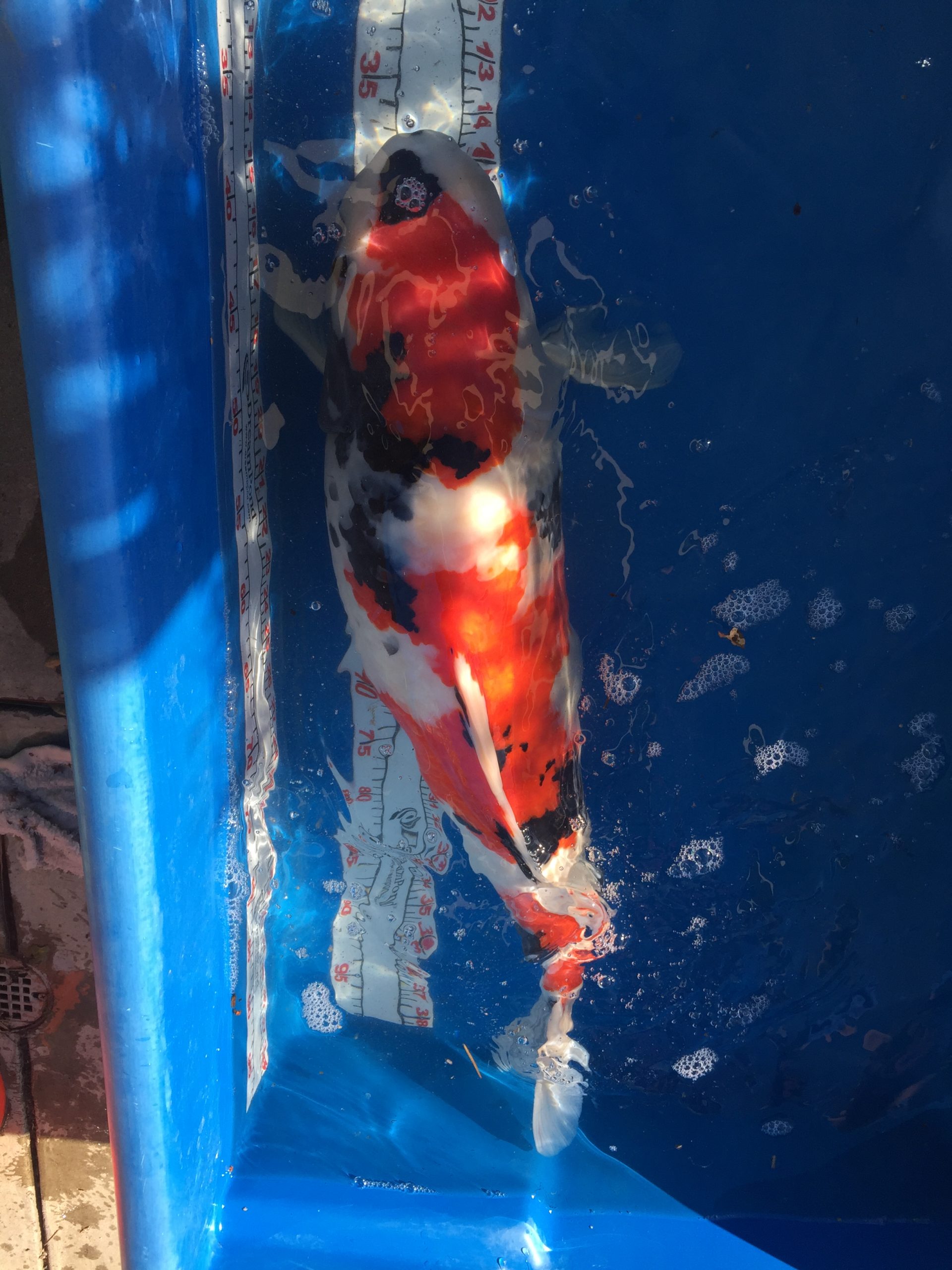 How is koi fish price determined? - Fish Vet
