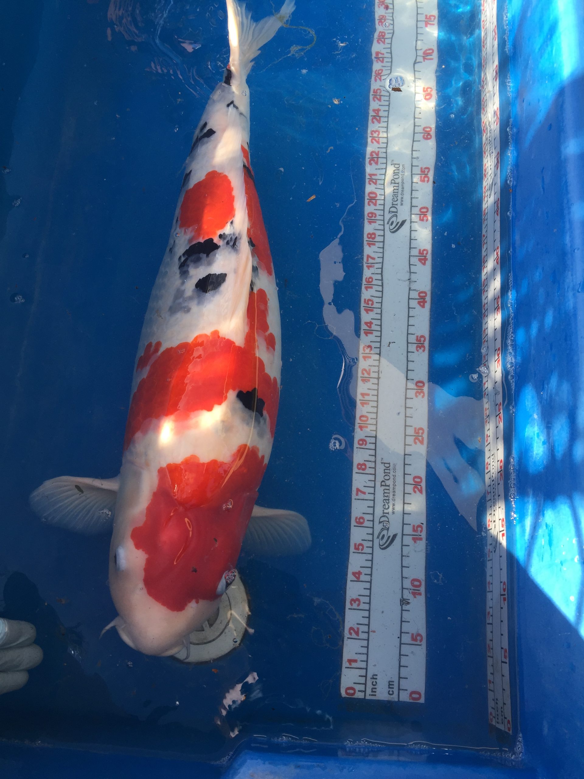 How is koi fish price determined? - Fish Vet