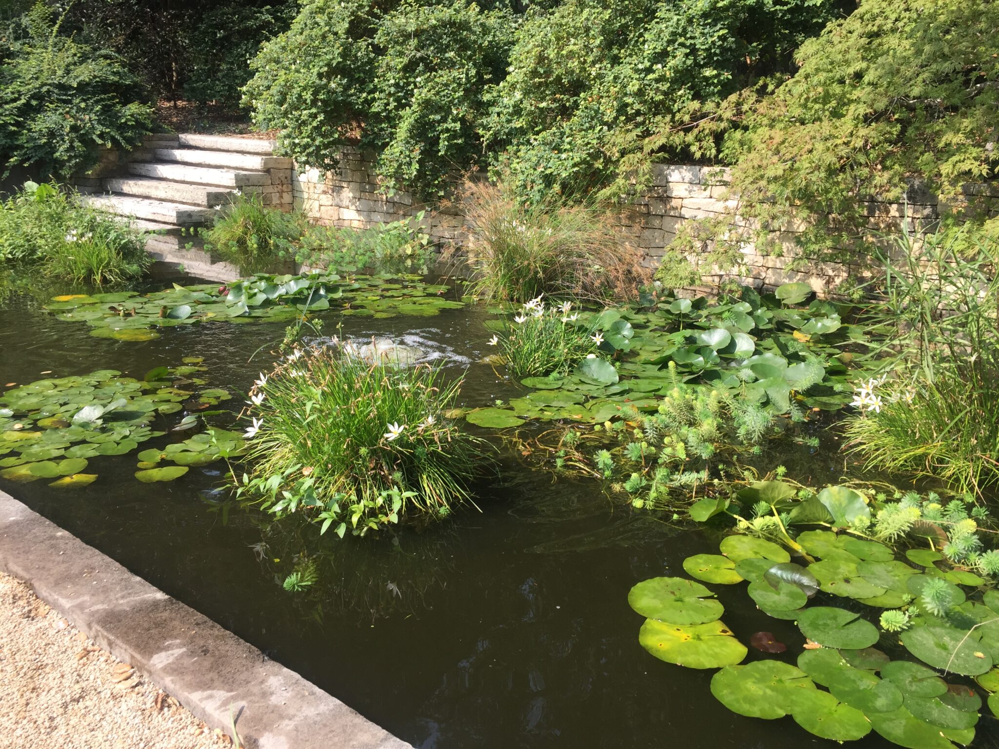 5 Ways to Conserve Water in Fish Ponds During a Drought - Fish Vet