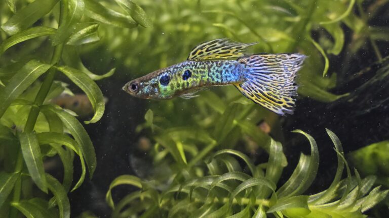 Our Top 5 Best Beginner Fish - Fish Vet