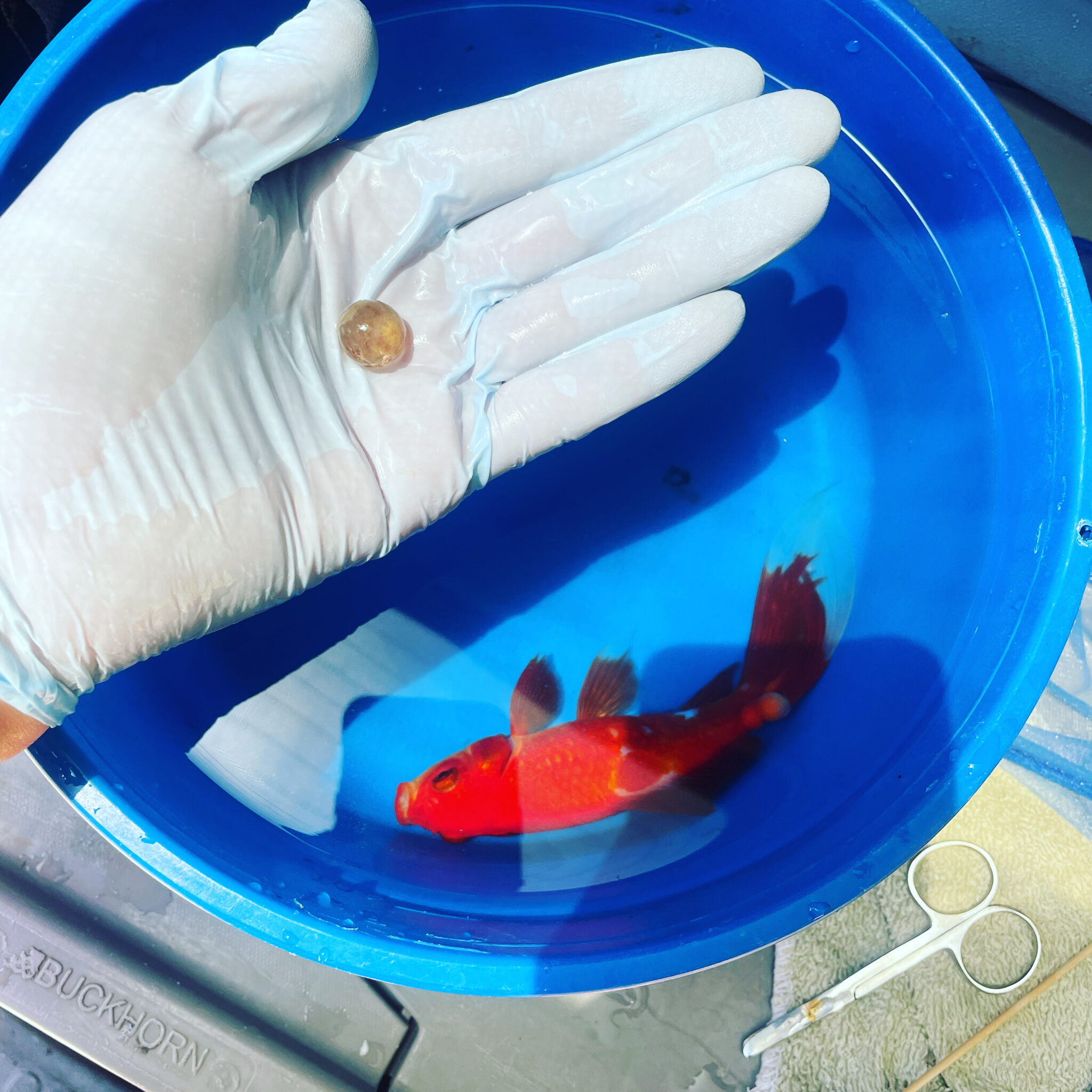 Why is my fish spitting food out? Top 3 Reasons Why - Fish Vet