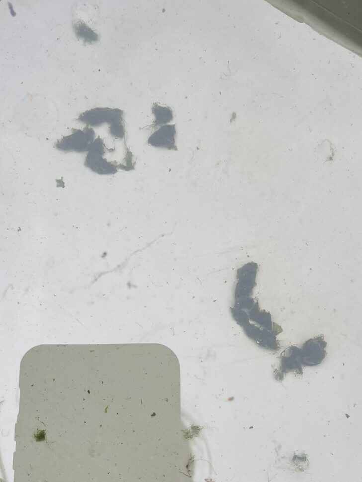 Stringy White Fish Poop: Normal or Deadly Sign? - Fish Vet